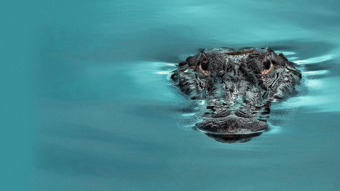 Watch Face the Beast Full Episodes, Video & More | HISTORY Channel