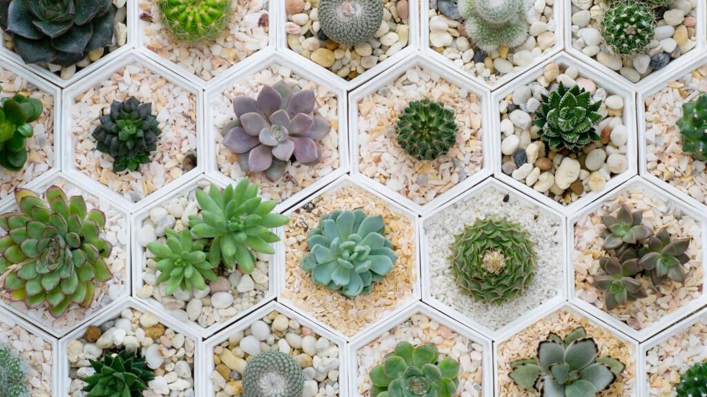 Succulents: 5 Reasons You Need These Tiny Plants in Your Small Space - FYI