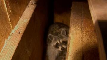 Watch Billy the Exterminator Season 1 Online | A&E