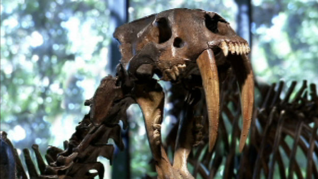 Watch Sabertooth Cat Clip | HISTORY Channel