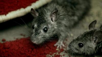 Watch Mankind The Story of All of Us Full Episodes, Video & More ...