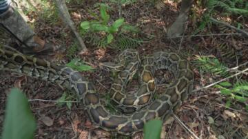 Watch Swamp People: Serpent Invasion Season 4 Online | HISTORY Channel