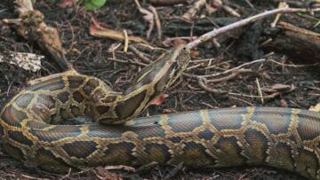 Watch Swamp People: Serpent Invasion Season 5 Online | HISTORY Channel