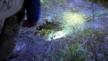 Watch Swamp People: Serpent Invasion Season 3 Online | HISTORY Channel