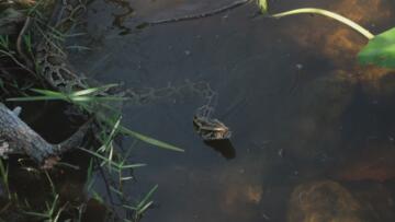 Watch Swamp People: Serpent Invasion Season 4 Online | HISTORY Channel