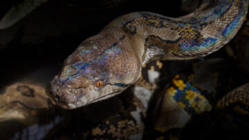 Watch Swamp People: Serpent Invasion Season 3 Online | HISTORY Channel