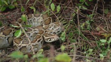 Watch Swamp People: Serpent Invasion Season 5 Online | HISTORY Channel