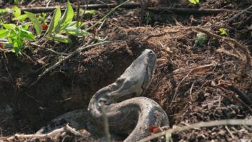 Watch Swamp People: Serpent Invasion Season 4 Online | HISTORY Channel