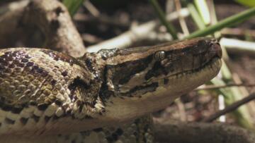 Watch Swamp People: Serpent Invasion Season 4 Online | HISTORY Channel