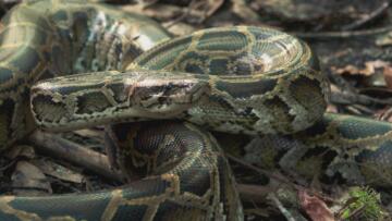 Watch Swamp People: Serpent Invasion Season 5 Online | HISTORY Channel