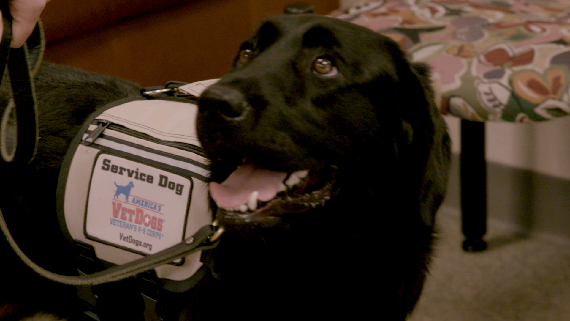 Watch Vet Dogs Clip | HISTORY Channel