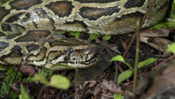 Watch Swamp People: Serpent Invasion Season 3 Online | HISTORY Channel