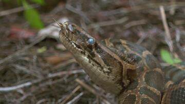 Watch Swamp People: Serpent Invasion Season 4 Online | HISTORY Channel
