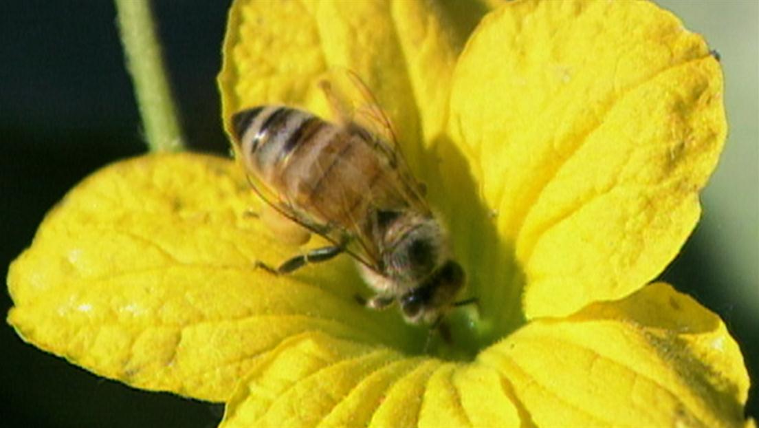 Watch A World Without Bees Clip | HISTORY Channel
