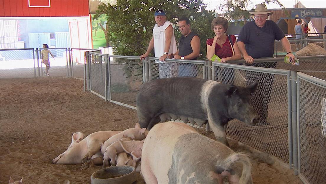 Watch The Pig Full Episode - Modern Marvels | HISTORY