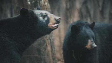 Watch Hard Truths of Conservation Season 3 Online | HISTORY Channel