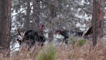 Watch The Green Way Outdoors Season 1 Online | HISTORY Channel