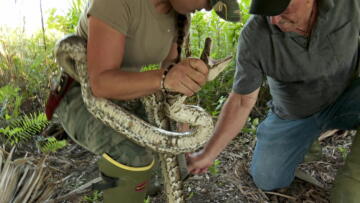 Watch Swamp People: Serpent Invasion Season 3 Online | HISTORY Channel