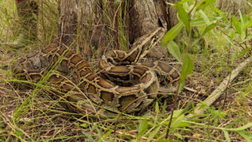 Watch Swamp People: Serpent Invasion Season 3 Online | HISTORY Channel