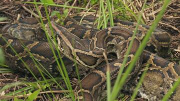 Watch Swamp People: Serpent Invasion Season 5 Online | HISTORY Channel